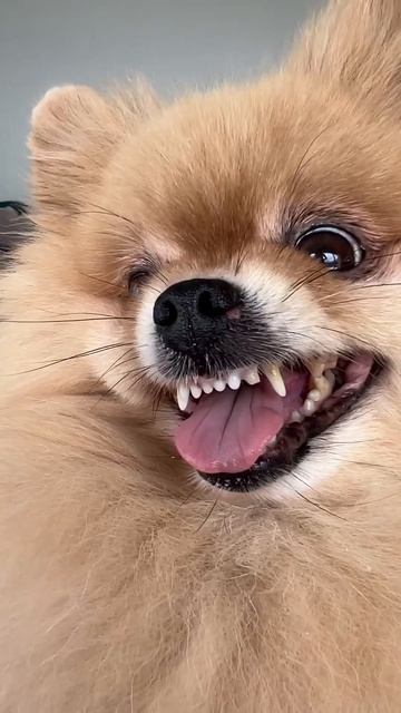 Почему Бася злая?