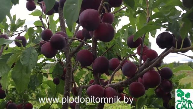 Слива китайская сорт Алёнушка, плодоношение в 2015