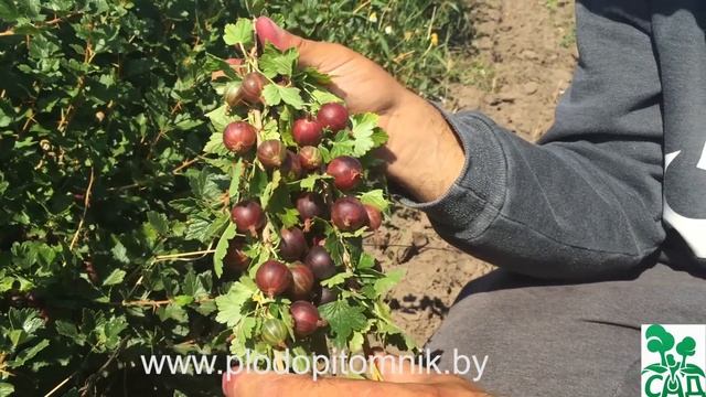 Крыжовник сорт Щедрый