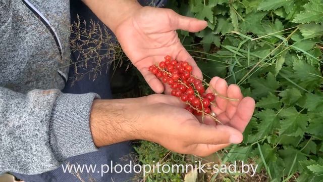 Смородина красная НАТАЛИ описание сорта  урожайная, с ягодой десертного вкуса