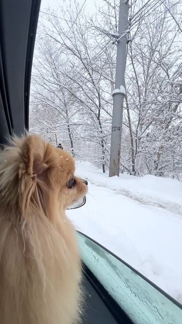 Бася защищает меня не только от снега!