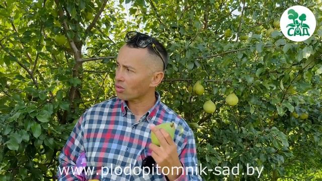 Груша сорт БЕЛОРУССКАЯ ПОЗДНЯЯ. Образец вкуса и качества среди зимних сортов.