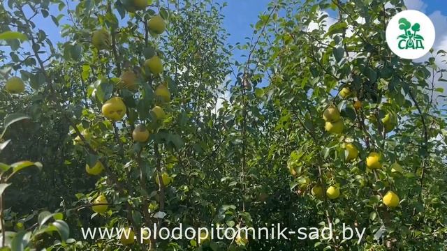 Груша СВЕРДЛОВЧАНКА. Летний сорт для северных регионов.