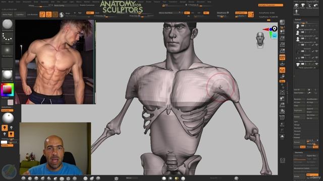 11. Мышцы груди, плеч и спины, часть 2