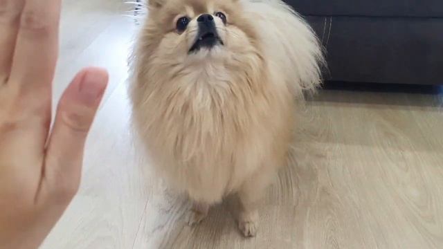 Сделаем "Вопрос - ответ" для шпица Баси и кота Рыси?