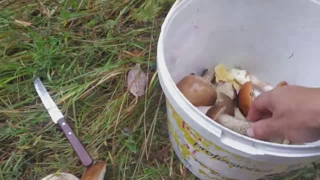 Тихая охота недалеко от дома.