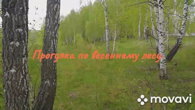 Прогулка по весеннему лесу