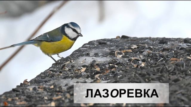 Птицы на кормушке в заповеднике "Кивач". Январь 2025 г.