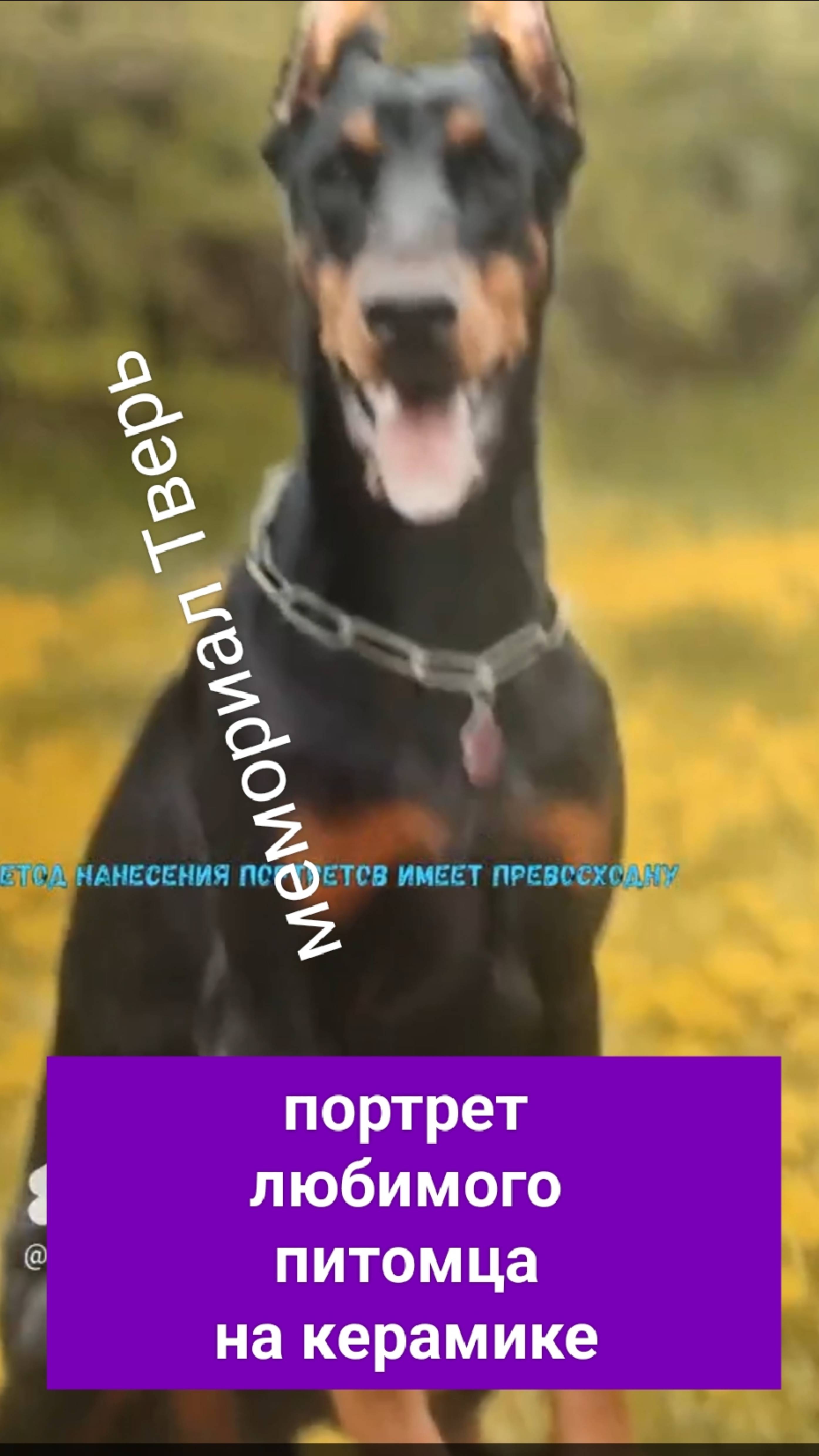 Цветной портрет для памятника , на кладбище. Памятники для домашних животных. #мемориалтверь