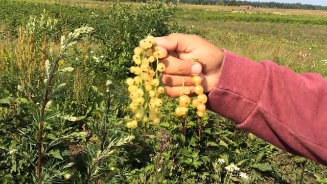Смородина белая сорта Виксне белая и Смольяниновская (Белая Смольяниновой)