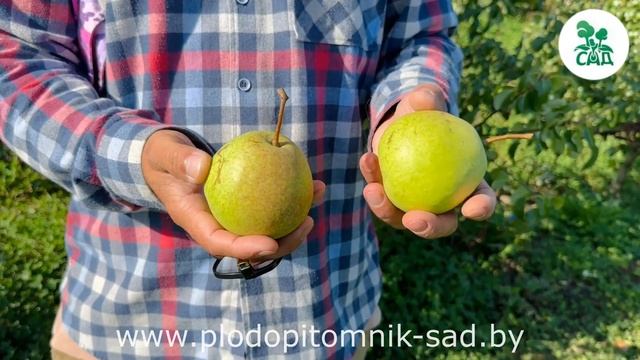 Груша ГОРНАЯ КРАСАВИЦА. Зимостойкость, высокий урожай, отличный вкус.