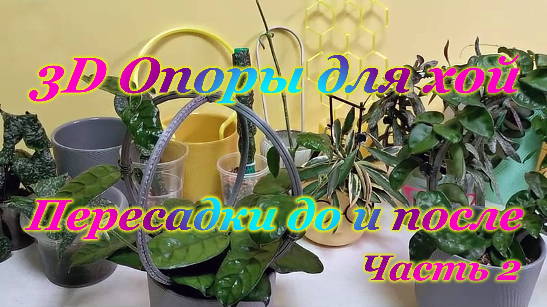 3D Опоры для хой.Пересадка до и после. Часть 2.