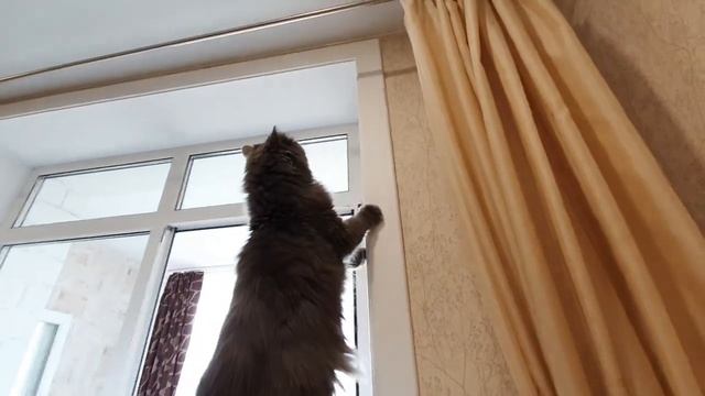 Кот Рыся - пенсионер-акробат!