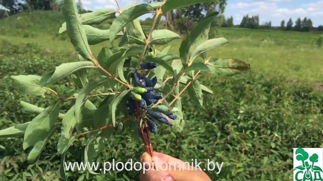 Сорта жимолости съедобной нового поколения.
