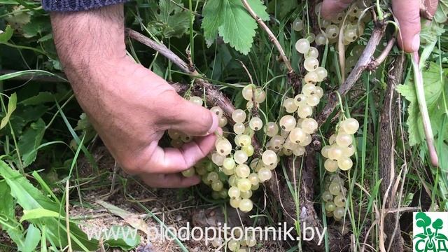 Смородина Белая Смольяниновой (Смольяниновская). Один из самых урожайных сортов смородины белой.