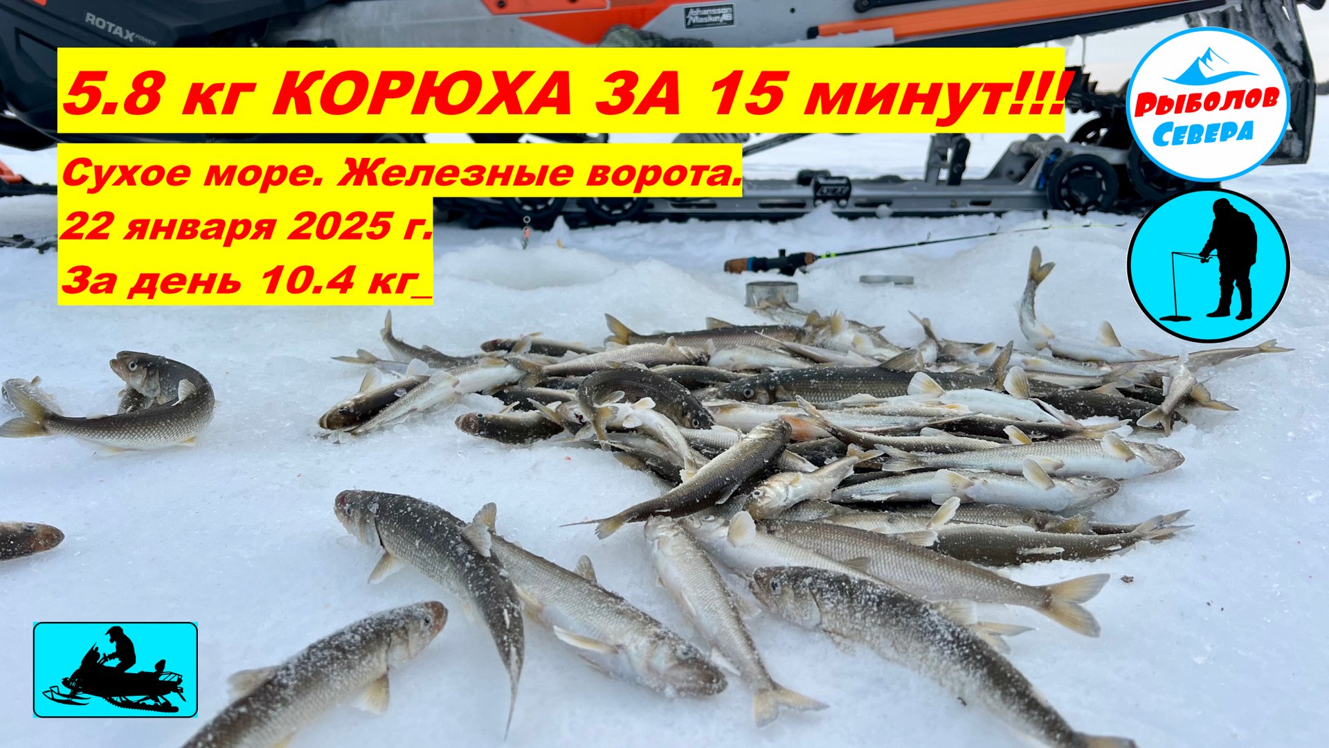 ✅ НЕВЕРОЯТНЫЙ КЛЁВ КОРЮХА! I 5,8 кг. за 15 минут!! Сухое море I Железные ворота 22 янв.2025 #корюшка