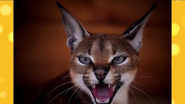 Самые дорогие породы кошек- Чаузи