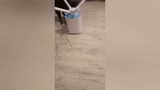 Один день из жизни Зи-зи