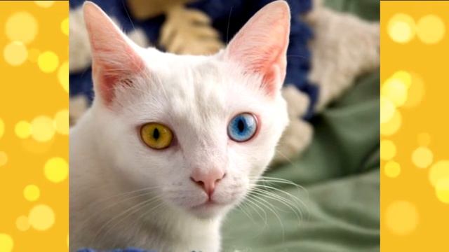 Самые дорогие породы кошек  Као-Мани Алмазный глаз