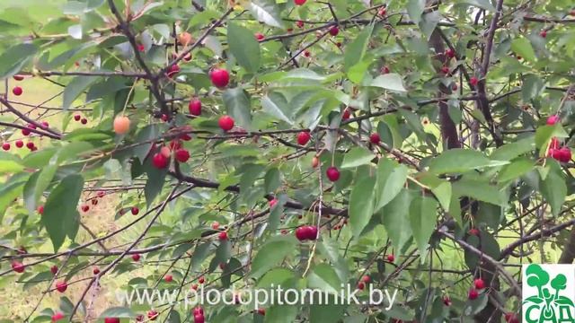 Вишня сорт Новодворская