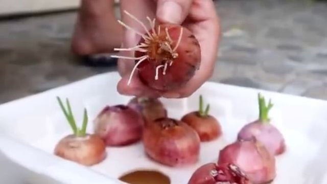 Как выращивать лук и чеснок в пенопластовой коробке для начинающих