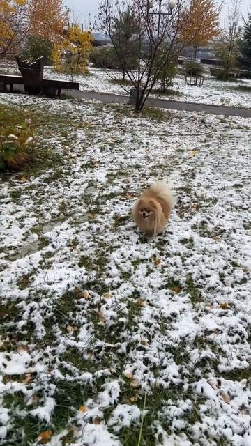 Бася и первый снег!