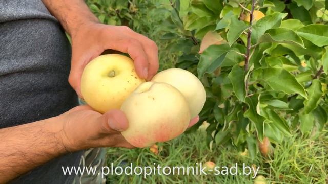 Яблоки с МЕДОВЫМ вкусом. Колонновидная летняя яблоня сладкая, как МЁД.