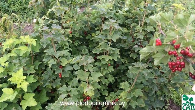 Смородина красная сорт Йонкер ван Тетц