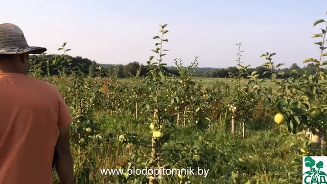 Ранние летние сорта яблонь, краткое описание, плодоношение в питомнике растений Сад.