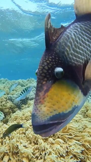 Спинорог-титан