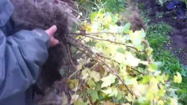 Саженцы смородины чёрной 2013 осень