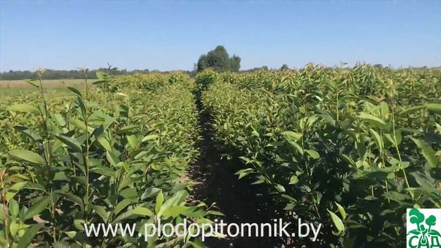 Саженцы вишни, черешни, дюка. Купить саженцы черешни, вишни, черевишни различных сортов в питомнике.