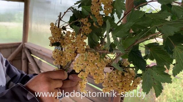 Смородина белая Ютерборгская описание сорта, плодоношение в питомнике растений.