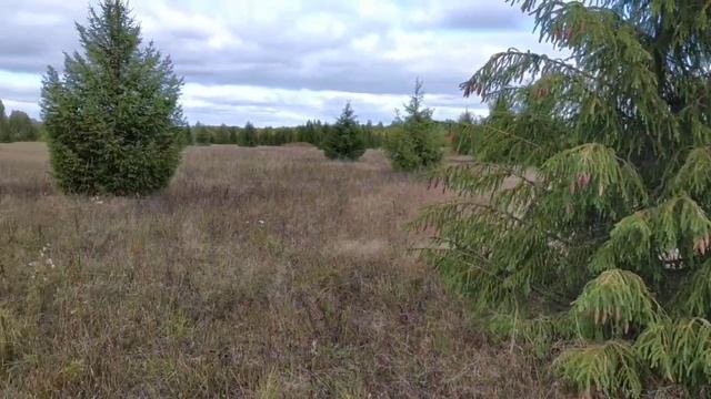 Тихая охота продолжается.