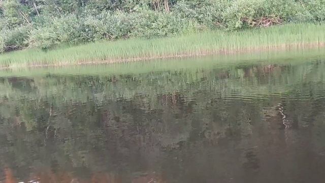 Вечерняя рыбалка на р.Вымь с сыном. Результат : один сход, один окунь и минус две блесны.