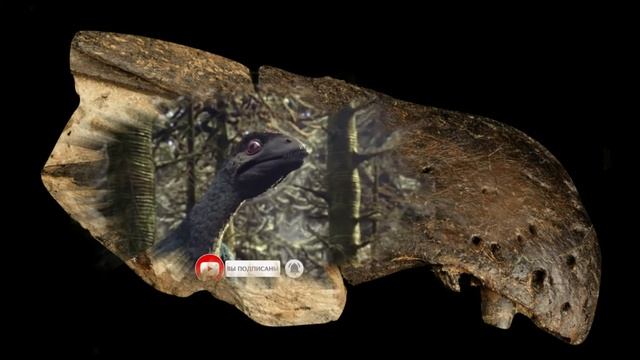 Обнаружены два новых крупных хищных вида динозавров