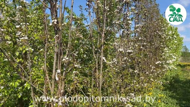 УРА! ДОЖДАЛИСЬ! ЦВЕТУЩИЙ САД!