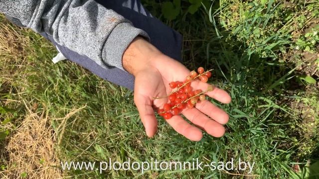 Смородина красная сорт РОНДОМ. Поздний сорт смородины зарубежной селекции.