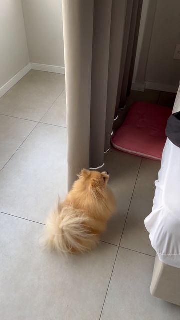 Как Бася будит папу по утрам!