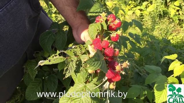 Малина ремонтантная сорт Бабье лето 2