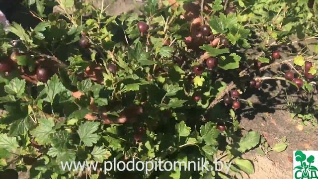 Крыжовник Колобок. Один из самых известных российских сортов крыжовника.