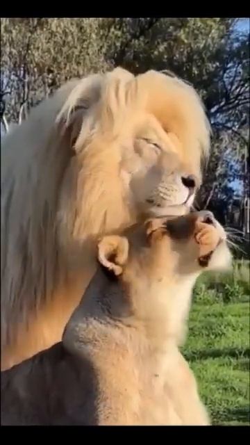 Лев и львица | Альфа самец прайда