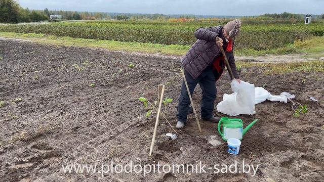 КАК ПРИКОПАТЬ САЖЕНЦЫ ПЛОДОВЫХ на зиму в открытом грунте?