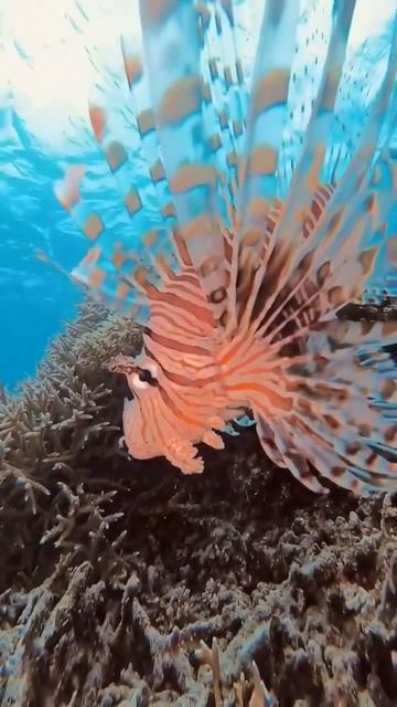 Рыба-лев очень красивый и опасный обитатель морского дна