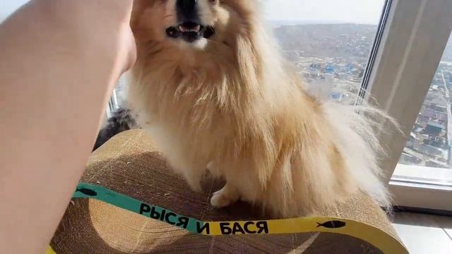 Пушистая банда встретилась со своей любимой когтеточкой!