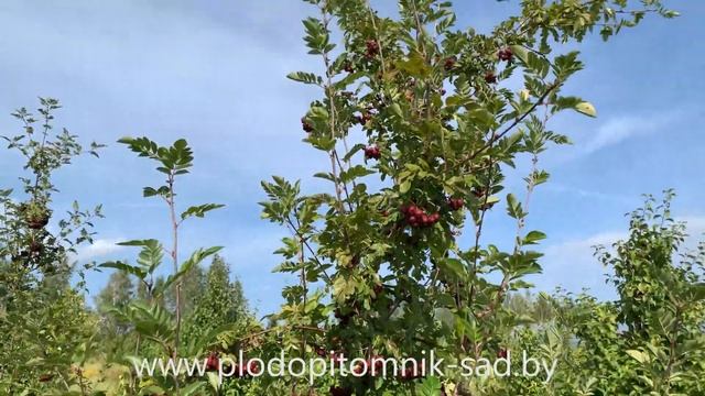 Рябина БУРКА. Топовый сорт сладкоплодной рябины.