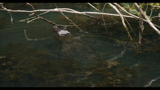 Крокодил на болоте