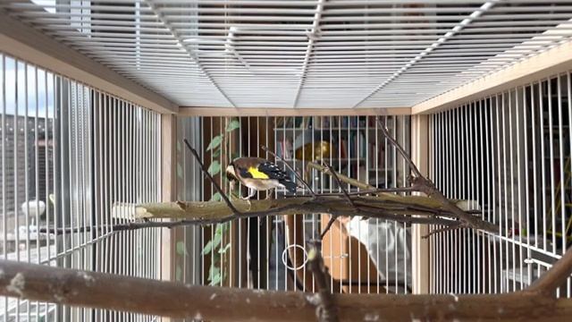 Вот кто чирикает у меня на фоне