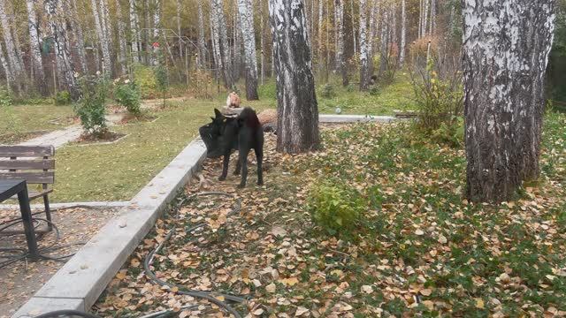 2024-10-07 Питомцы - Ворон после завтрака ;-) - 4 K