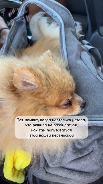 Бася знает, как надо лежать в переноске!